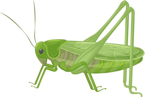 Green Grasshopper In Realistic Style Green Locust Insect Vector Illustration Isolated On