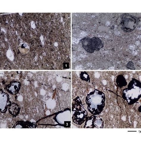Thin Section Microphotographs Of Radiolarian Bearing Chert 1 3 And 4