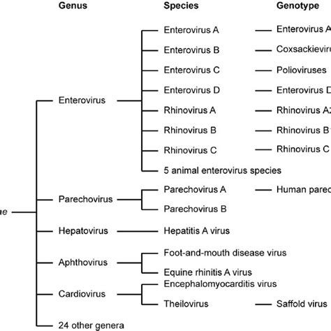 Enterovirus Replication Cycle The Enterovirus Replication Cycle Is Download Scientific Diagram