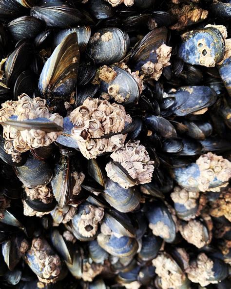 Spotted Sand Bass Fish Species Guide Badangling