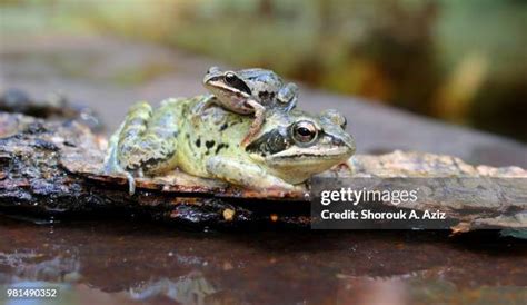 Mother Toad Photos And Premium High Res Pictures Getty Images