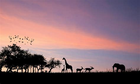 Fascinating Facts About African Wildlife Six Two By Contiki