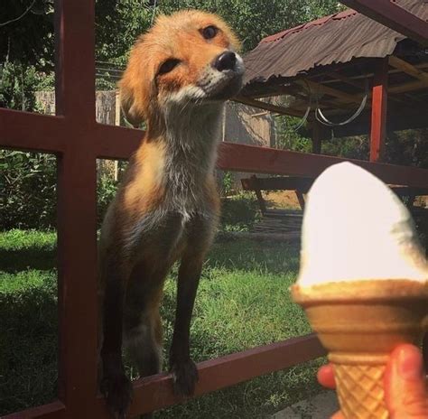 Pin By ★ᦔꫀꫀ᥅ᠻꪮ᥊☾︎ On ꪑꫀᥴꪮ᥅ꫀ ⍟ Pet Fox Fox Pictures Pretty Animals