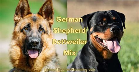 German Shepherd Rottweiler Mix Shepweiler Breed Guide