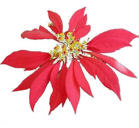 Planta Flor Estrella Federal Cuotas Sin Interés