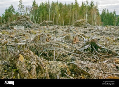 Olympic National Forest Washington Usa Clear Cut Logging And Piles Of Logging Debris Slash
