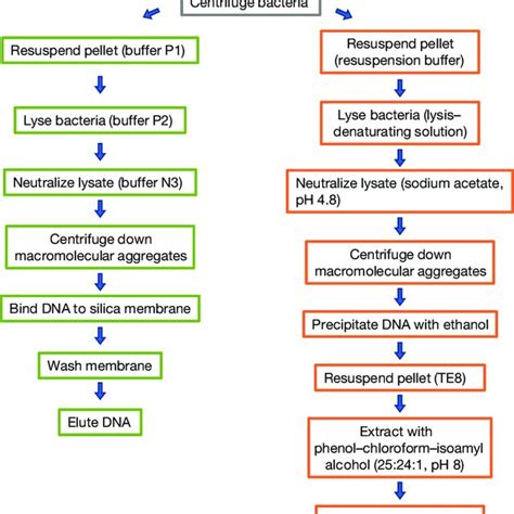 Comparing Workflows For Plasmid Dna Purification Download Scientific