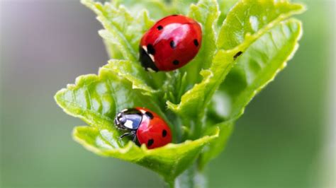 15 Helpful Bugs That Belong In Your Yard