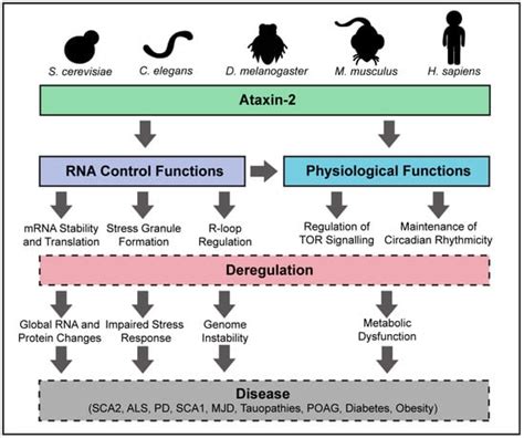 Genes Special Issue R Loop Biology In Eukaryotes