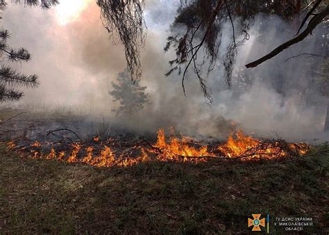 Від війни постраждали 20 заповідників та 3 млн га лісів України
