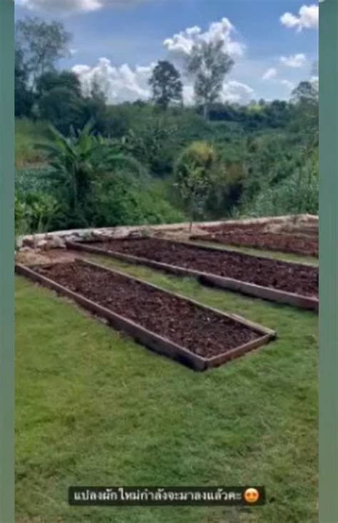 ส่องชีวิตเรียบง่าย เวียร์ วิกกี้ อวดแปลงผักสวนครัว ปลูกไว้กินเอง เห็นแล้วสดชื่น