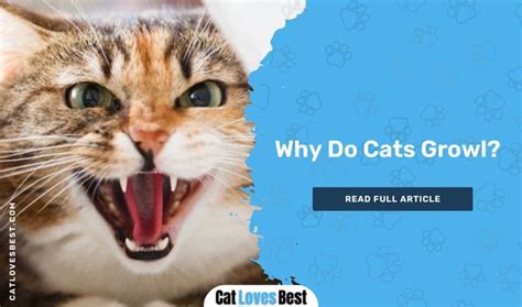 Why Do Cats Growl And How You Should Stop It