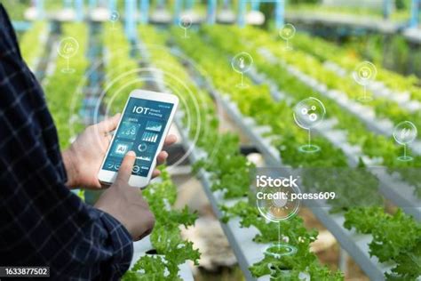 스마트 농업 농업 개념 스마트폰을 들고 있는 남자는 현대 무선 네트워크를 통해 농산물을 모니터링하고 추적합니다 스마트 농업 혁신 Iot 사물 인터넷 아이 감지기에 대한 스톡