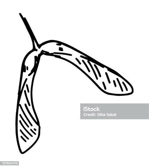 단풍나무 씨앗의 클립아트를 개략적으로 설명합니다 가을 식물학 나무 잎의 낙서 손으로 그린 벡터 그림은 흰색 배경에 분리되어 있다 가을에 대한 스톡 벡터 아트 및 기타 이미지