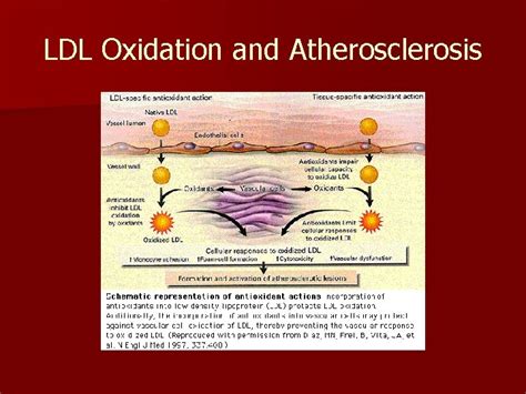 Approach To Dyslipidemia Pathogenesis Role In Atherosclerosis Screening