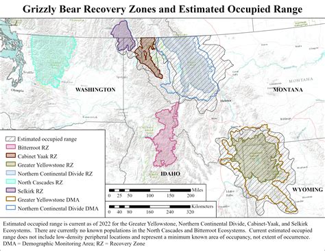Can You Identify Grizzly Bears From Black Bears Boone And Crockett Club