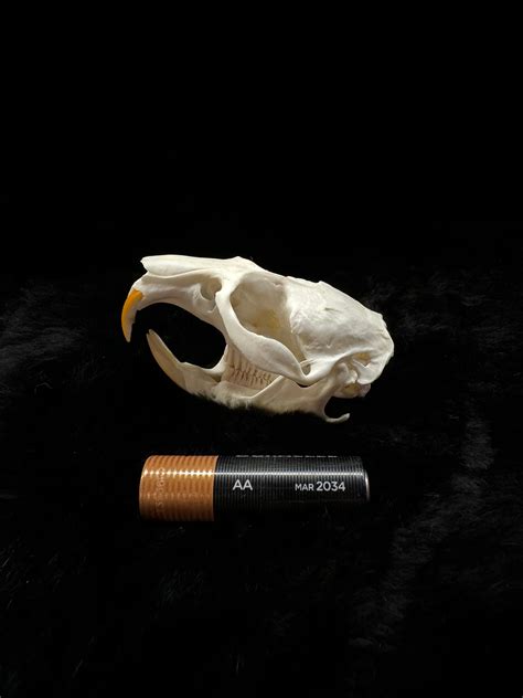 Muskrat Skull New England Naturals