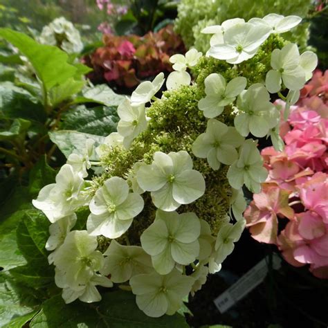 Hydrangea Quercifolia Munchkin