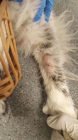 Introducing The Ward Phlebitis Scoring Chart 2018 A Reflective And