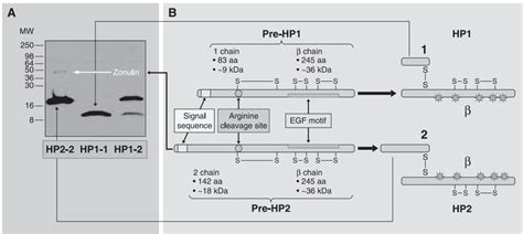 Human Zonulin And Tj Creative Diagnostics