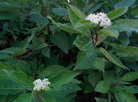 Img20150919182400 붉은색 줄기 작고 하얀 꽃송이가 예쁜 흰말채나무