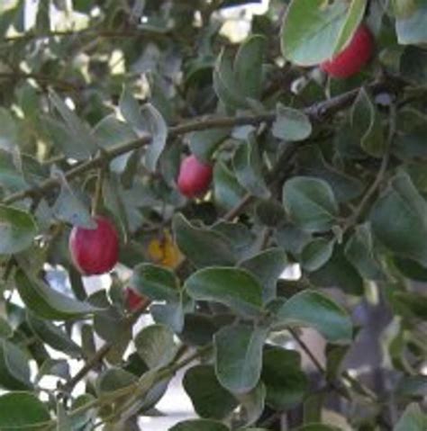 Massoia Bark High Quality Essential Oil 5ml Cyrptocarya Massoia