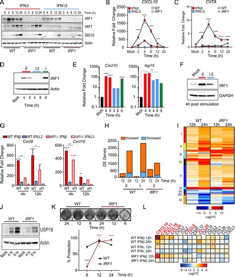 Differential Activation Of The Transcription Factor Irf1 Underlies The