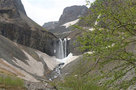 백두산 맹주는 자작나무 아닌 사스래나무 [김민철의 꽃이야기]