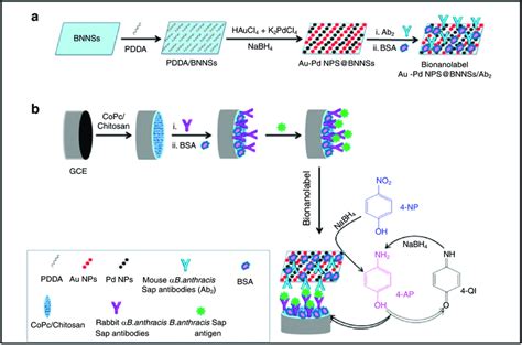 The Creation Of A Nanoparticle Based Immunosensor For The Detection Of