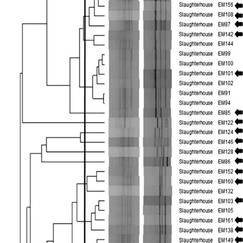 Dendrogram Based On Fingerprinting Patterns Obtained For Enterococcal