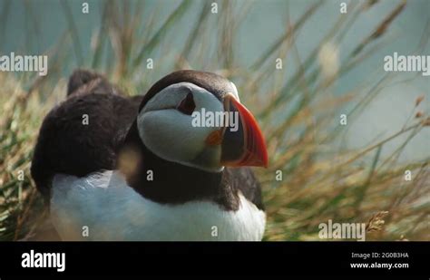 Puffin In The Grass Stock Videos And Footage Hd And 4k Video Clips Alamy