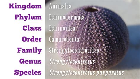 Purple Sea Urchin