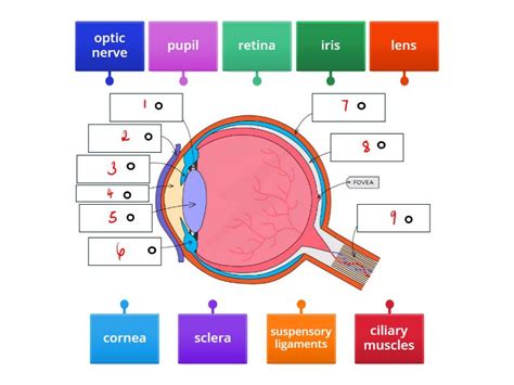 Aqa Structures Of The Eye Labelled Diagram