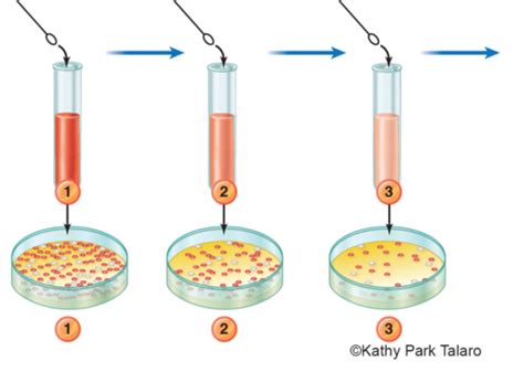 Bios 2210 Chapter 2 Flashcards Quizlet
