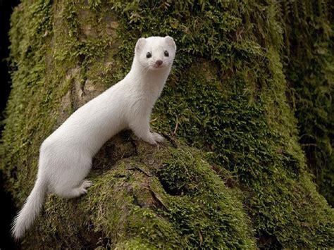 Least Weasel Coniferous Forest
