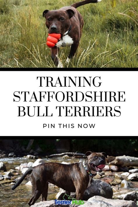 How To Train A Staffordshire Bull Terrier