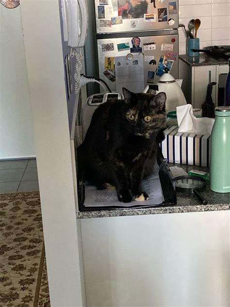 Yenn Purkis On Linkedin Hmm My In Tray Seems To Be Full Of Cats