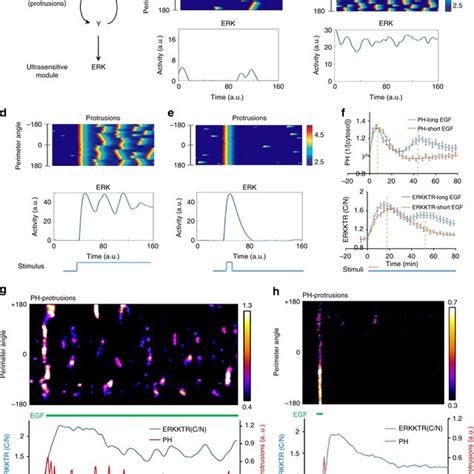 Computational Simulation And Experimental Validation Of The Model A