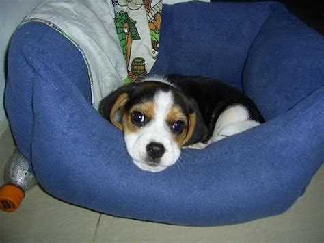 Perritos En Adopción Medellín Imagui