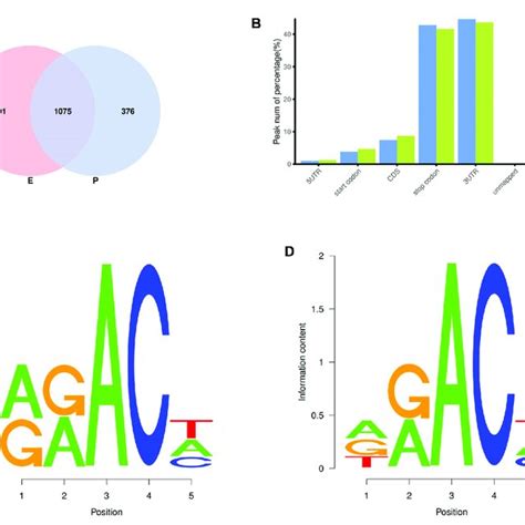 regional distribution and motif sequence of m 6 a modifications on