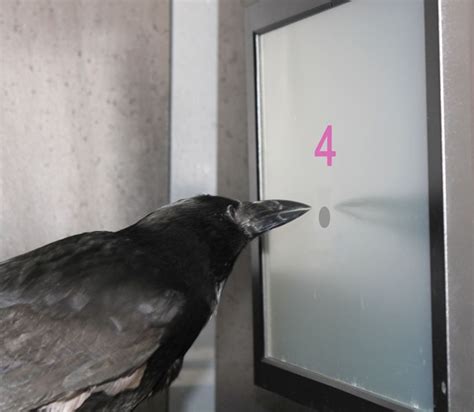Kuow Seattle Crows Are So Smart Theyre Challenging What We Know