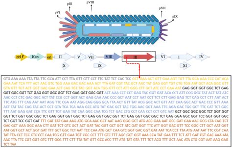 生成辅助噬菌体，用于通过双展示噬菌体荧光检测肽 靶标相互作用 Scientific Reports X Mol
