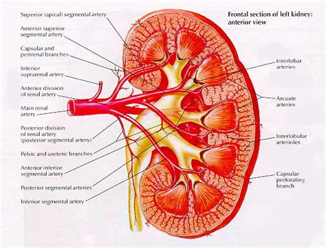 Abdomen Visceral Arteries Renals Ranzcrpart1 Wiki Fandom Powered By Wikia