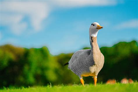 맑고 푸른 하늘과 생생한 녹지를 배경으로 햇볕이 잘 드는 들판에 서 있는 장엄한 바 머리 거위 거위 새에 대한 스톡 사진 및 기타 이미지 Istock