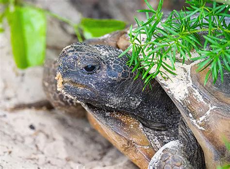 What Is A Gopher Tortoise Sanctuary Premier Gopher Tortoise Services