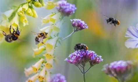 8 Bees That Pollinate Plants Mirrorbee®