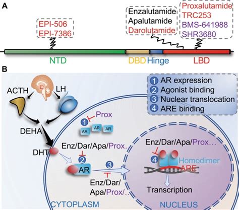 Second Generation Androgen Receptor A Advanced Prostate