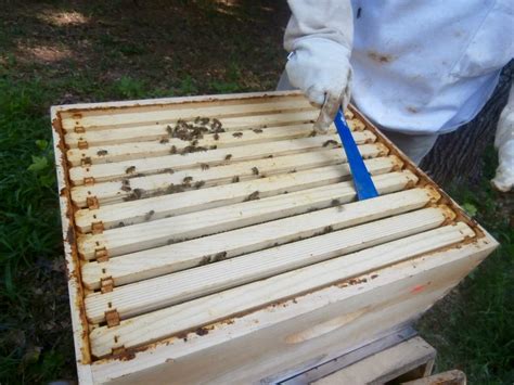 Langstroth Hive Buzz Beekeeping Supplies