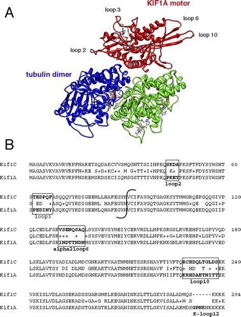 figures and data in the rab6 regulated kif1c kinesin motor domain
