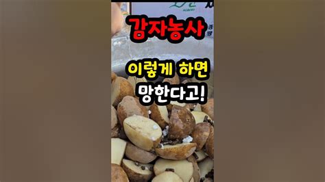 씨감자에 비료물을 왜 초보농부의 대형사고 감자심기씨감자감자농사씨감자소독 Youtube